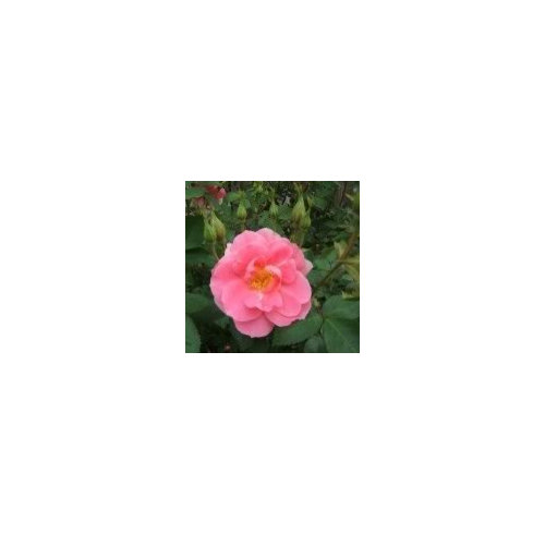 Prairie Princess | Houzz Forum