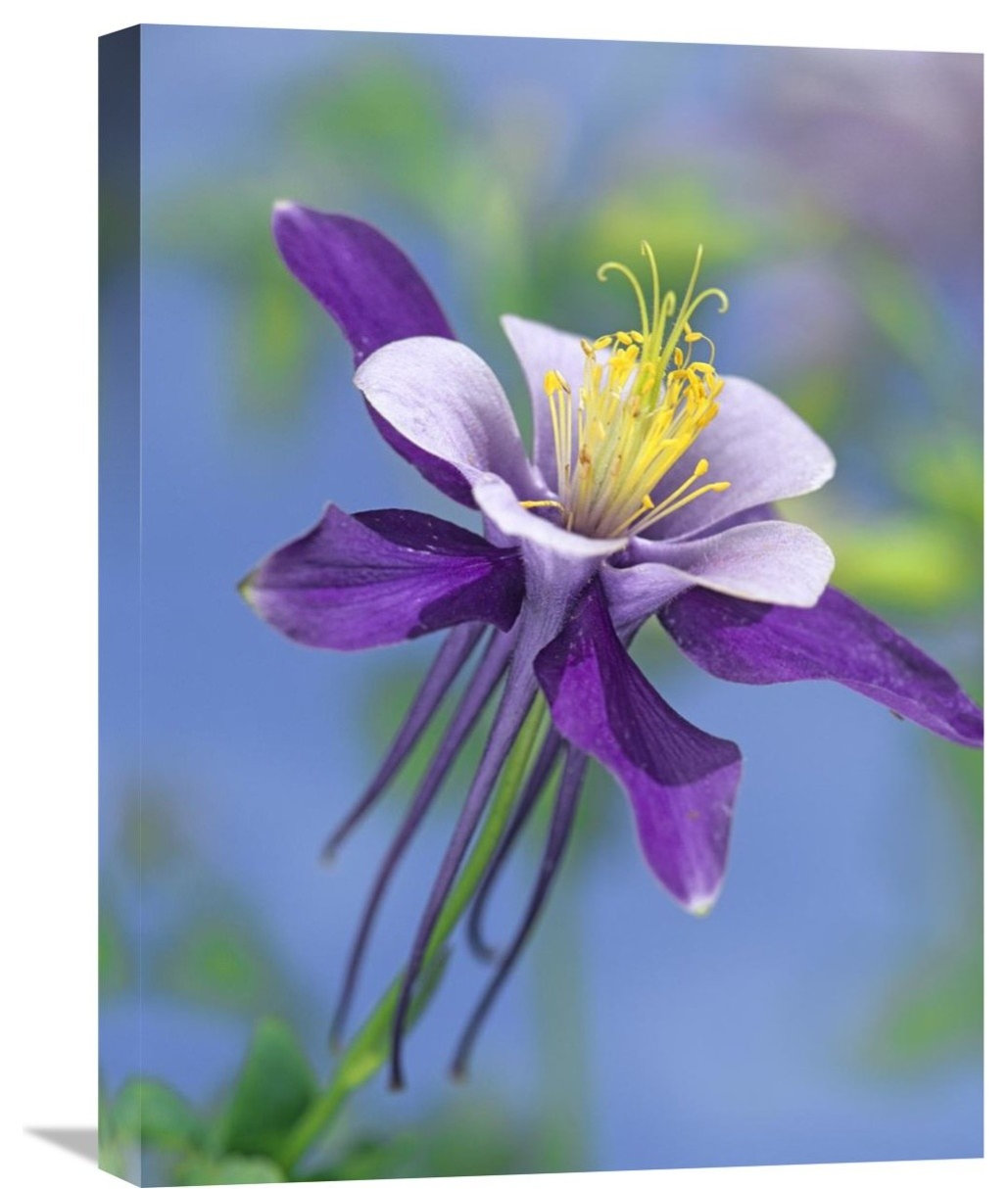 "Colorado Blue Columbine Close Up Of Bloom, North America" Artwork, 18 ...