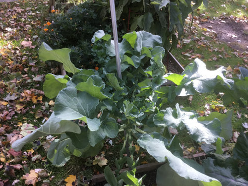 Help identifying collard variety