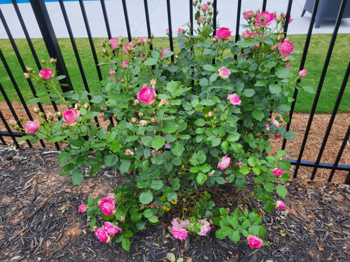 Looking for dark pink rose suggestions?