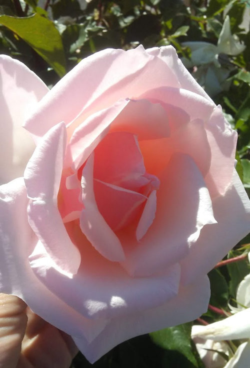Pink Tea Rose I.D.?