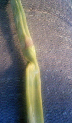 Asparagus damage? | Houzz Forum