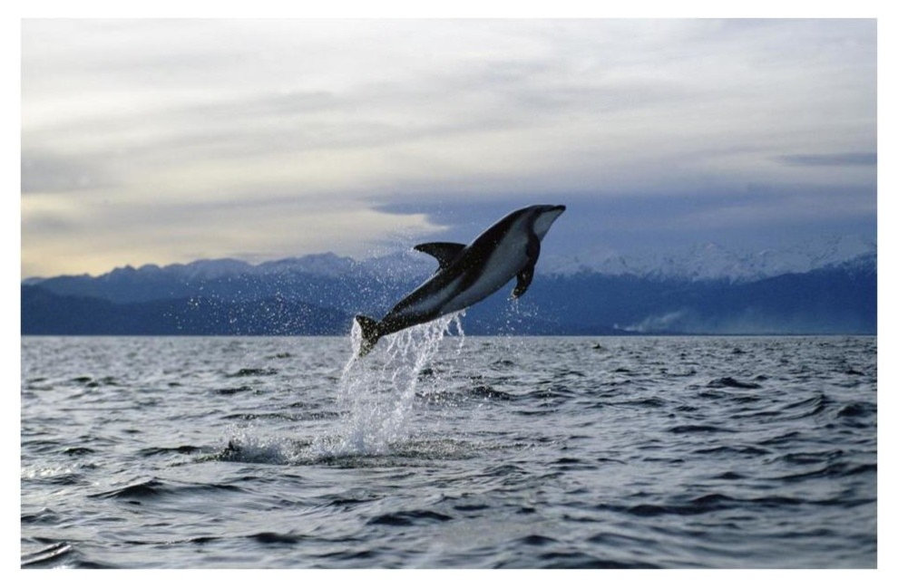 "Dusky Dolphin leaping, New Zealand" Paper Print by Flip Nicklin, 20 ...