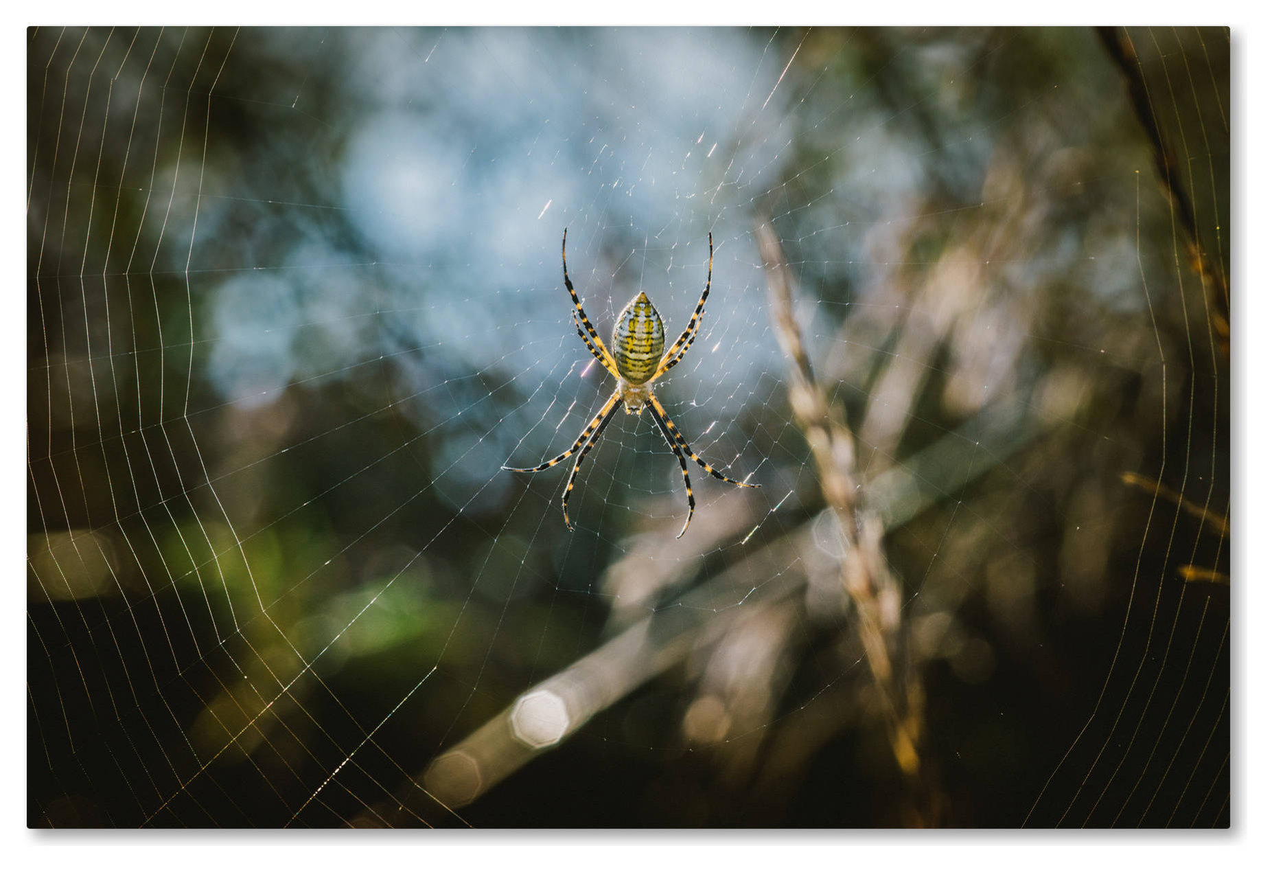 Jason Shaffer 'Orb Weaver 2' Canvas Art, 24"x 16" - Contemporary ...