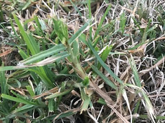 Stolon grass ID