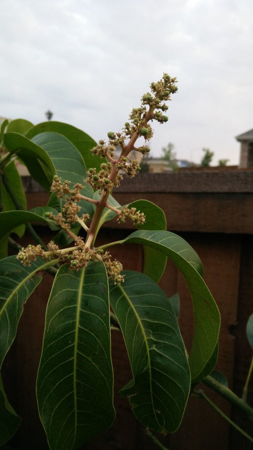 Any mango growers in Dallas-Ft Worth area?