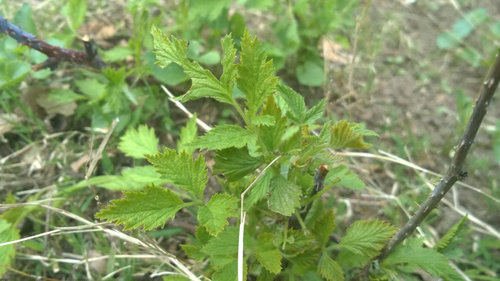 Is this raspberry orange rust?