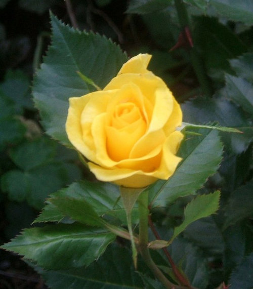Sunsprite Rose