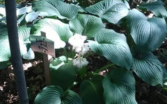 Trip to Fox Hosta Farm | Houzz Forum