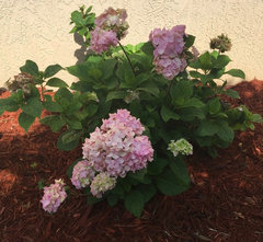 Central Florida & hydrangeas?
