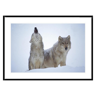 Timber Wolves Close-Up Portrait Of Pair Howling In Snow, 42"x30 ...