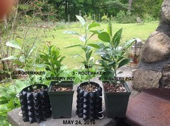 No branching on tree seedlings grown in Rootmaker pots