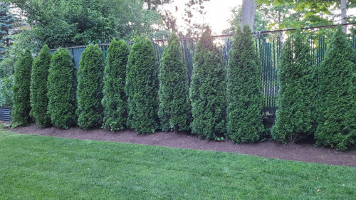 Fertilizer tips for my row of arborvitae