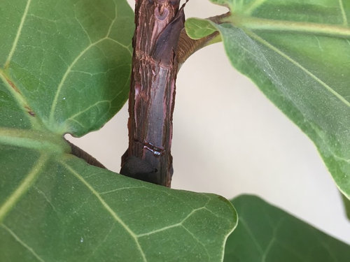 White bumps on ficus lyrata cutting?