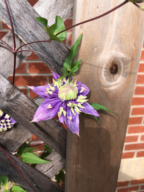 Frost, freeze and goodbye to blooms