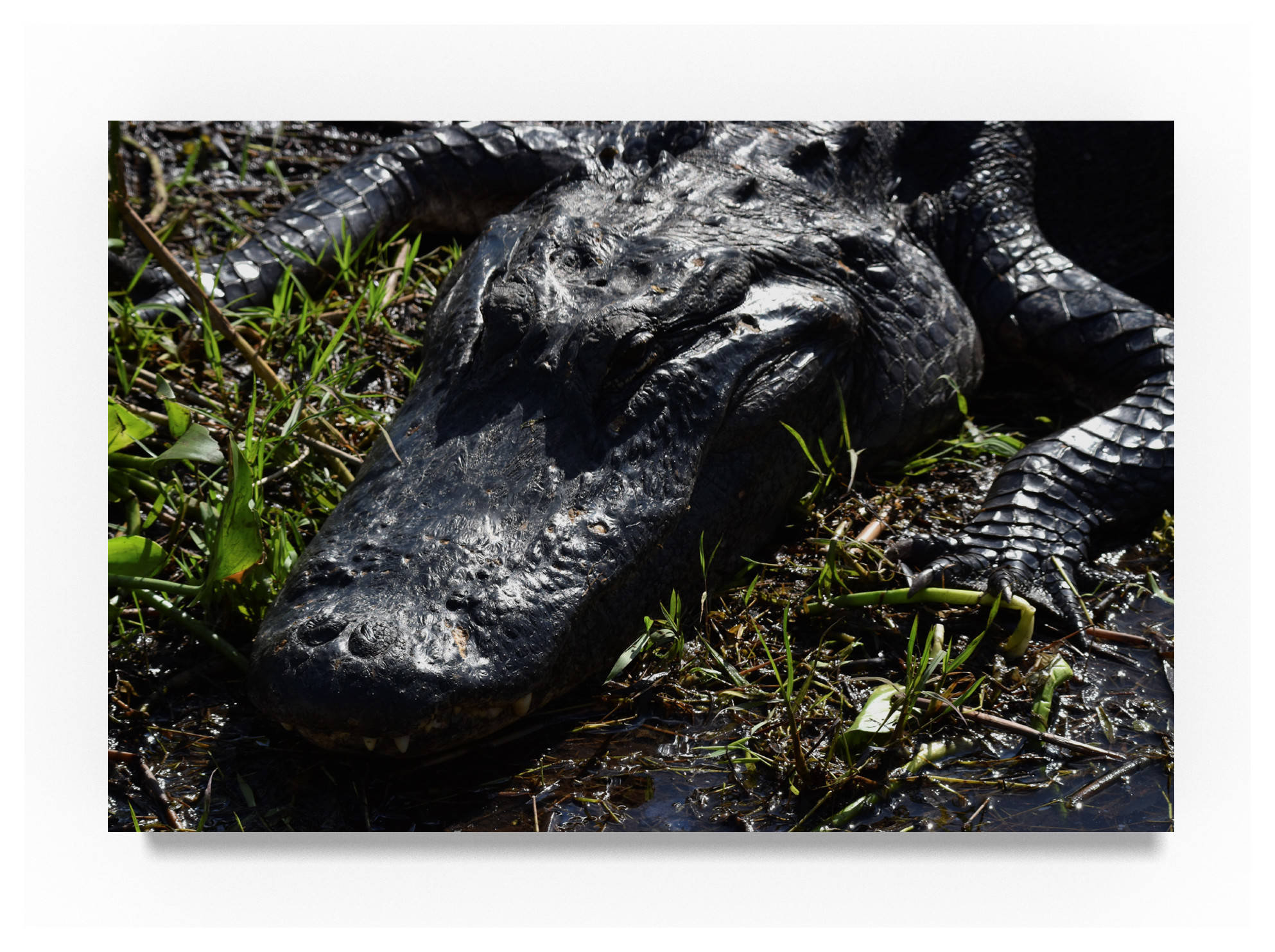 "Alligator Portrait" by Robert Michaud, Canvas Art, 30"x47 ...