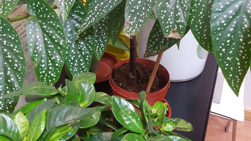 how i can trim my Begonia Tamaya