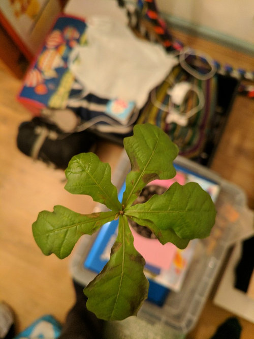Baby Oak Tree Inside