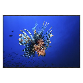 Lionfish, 36"x24" - Beach Style - Prints And Posters - by Global ...