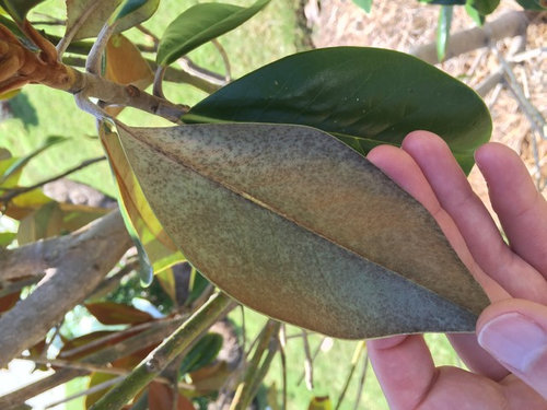 Magnolia Tree Disease