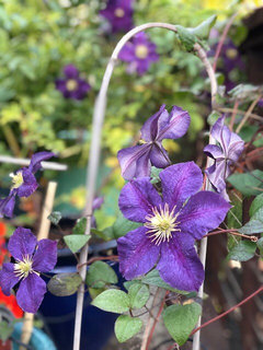 2019 Clem flower show