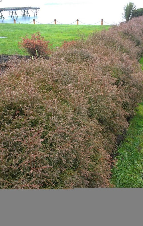 I am trying to identify a shrub/tree.