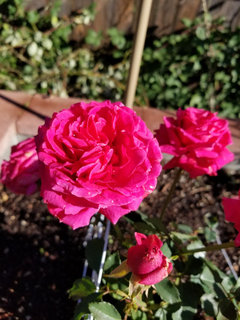 Jalbert roses at Chamblees | Houzz Forum