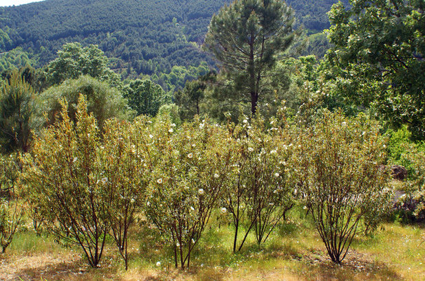 La jara, una planta silvestre difícil de ‘domesticar’