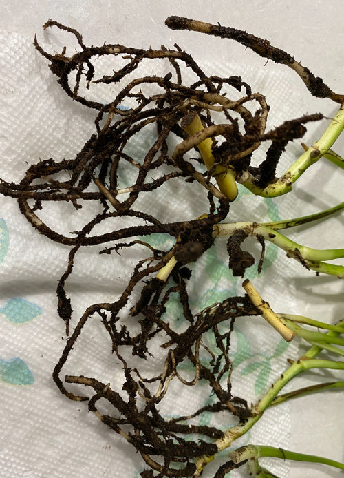 Pothos Help! How to identify root rot?