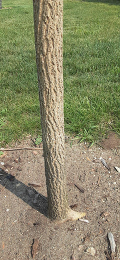 Trees I'll be growing from seed.