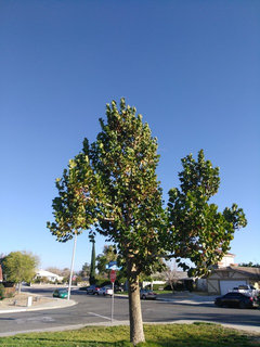 How long does a Topped tree takes to grow?