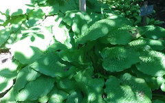 Trip to Fox Hosta Farm