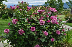 Plum Perfect - A Good Rose?
