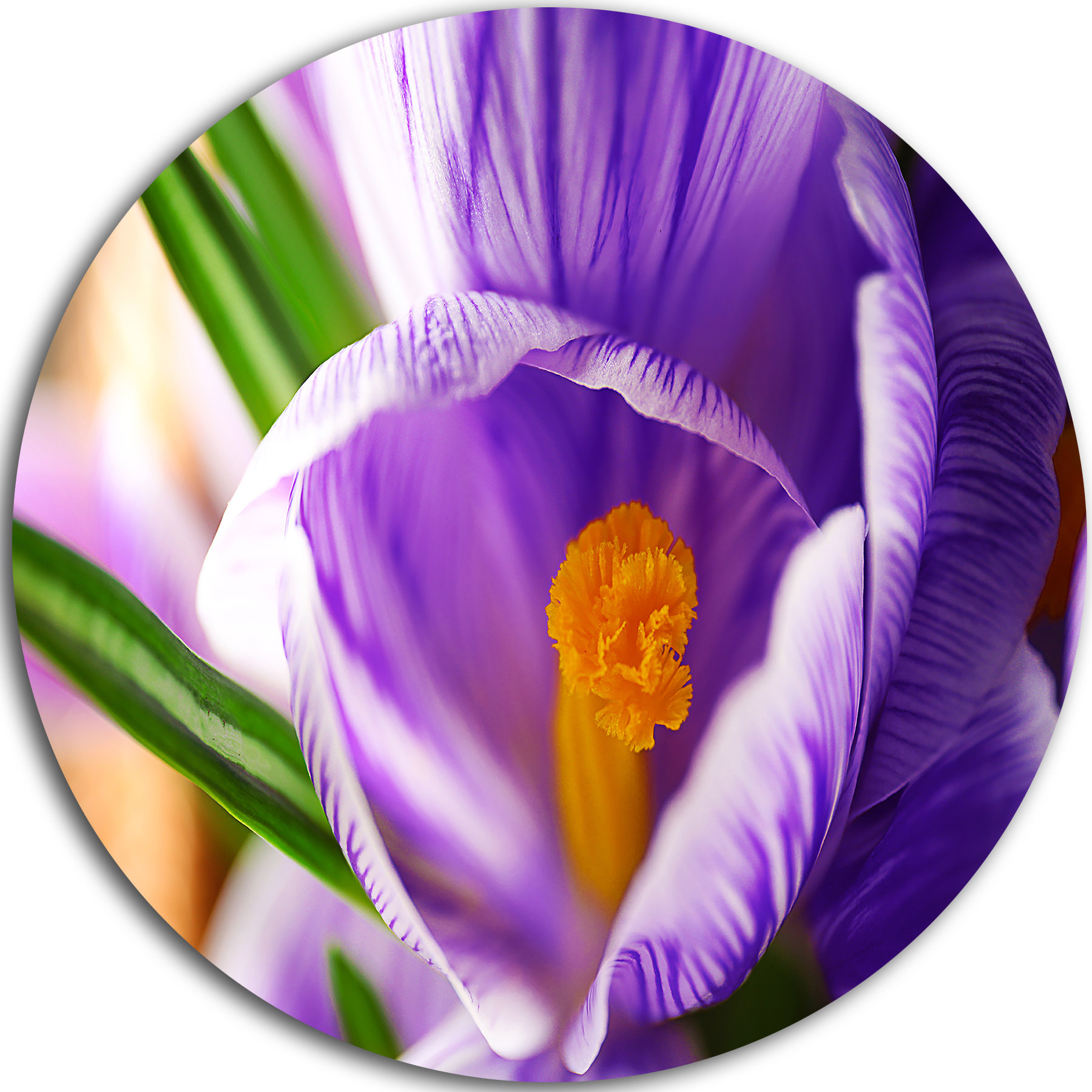Blooming Crocus Flower, Floral Round Metal Wall Art, Disc of 11 inch ...