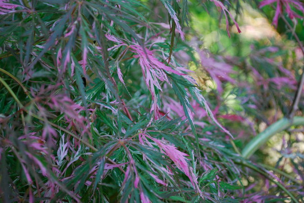 11 Japanese Maples for Breathtaking Color and Form