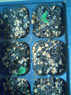 Hibiscus Seed Collecting...help???