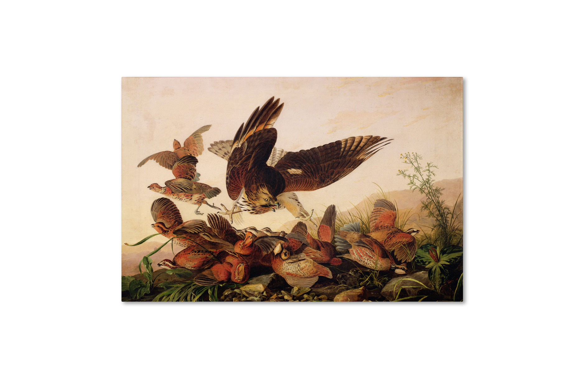 'Red-Shouldered Hawk' Canvas Art by John James Audubon, 30" x 47 ...