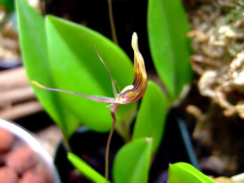 Restrepia striata