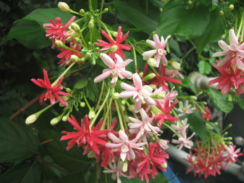 double Rangoon Creeper in full bloom