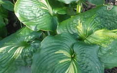 Trip to Fox Hosta Farm | Houzz Forum