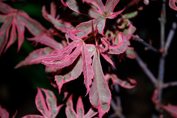 11 Japanese Maples for Breathtaking Color and Form