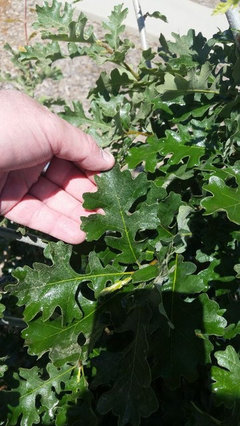 Quercus Urban Pinnacle oak tree