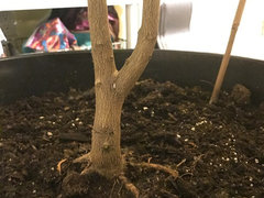 How can you tell the difference between sucker branches