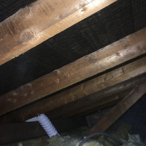 Loft joists ? dry rot | Houzz UK