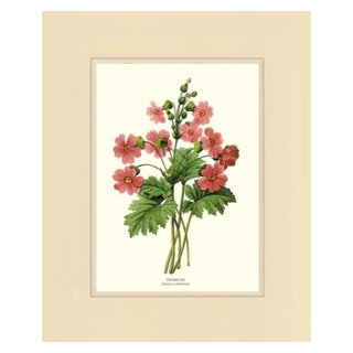 Vintage Botanical Flower Art : Primrose, 11x14 Print - Traditional ...