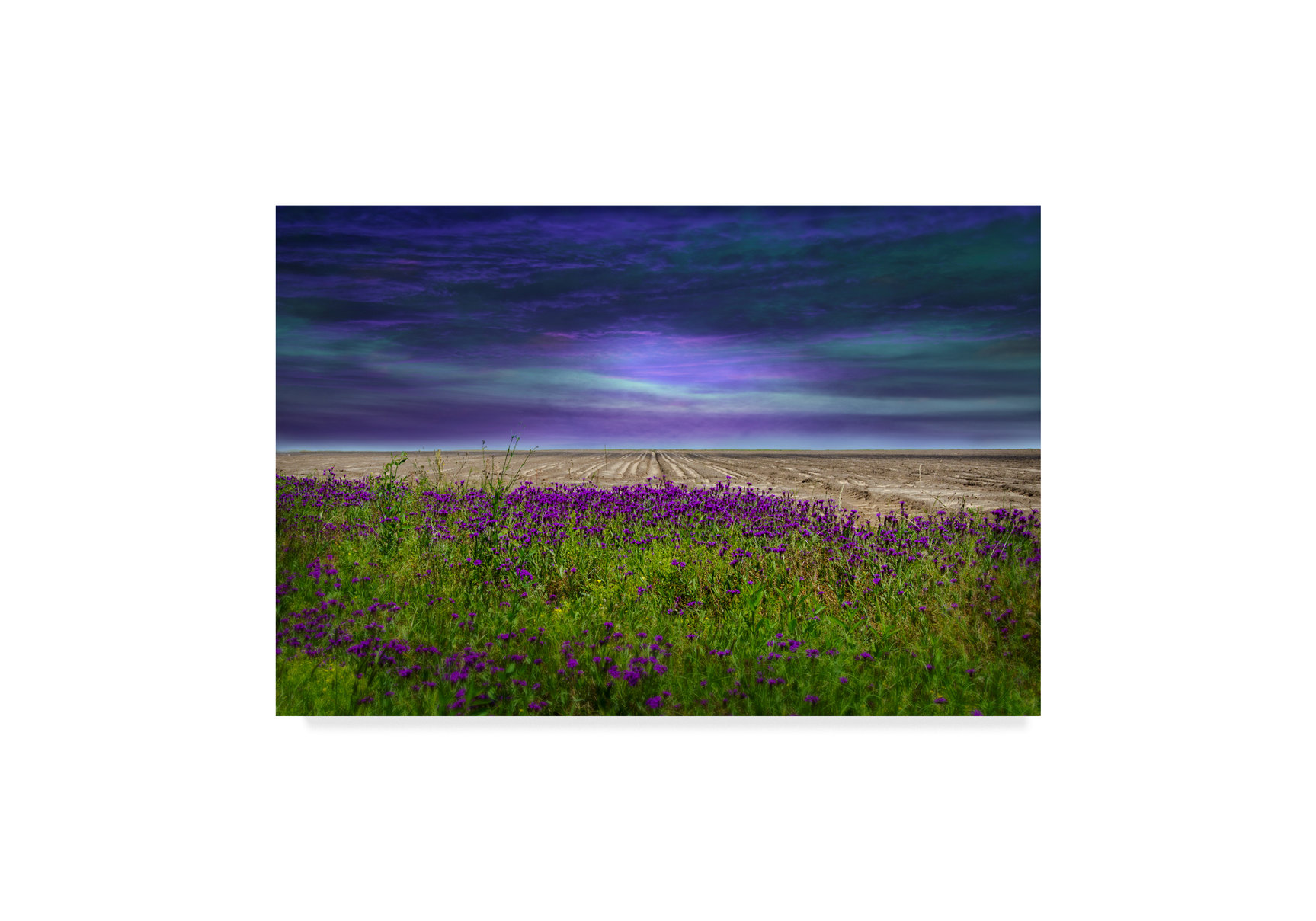 Barbara Simmons 'Beyond The Wildflower' Canvas Art, 32"x22" - Farmhouse ...