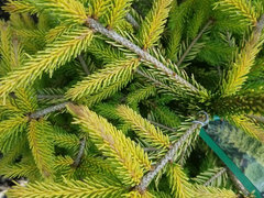 picea orientalis firefly woes