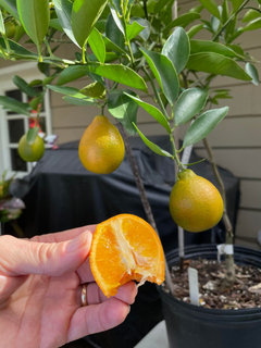 My grafted Mandarinquat