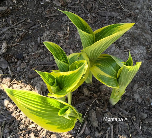 New pips and a new hosta