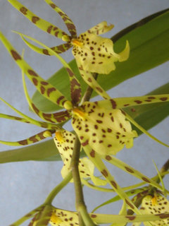 Brs. Edvah Loo 'Nishida'